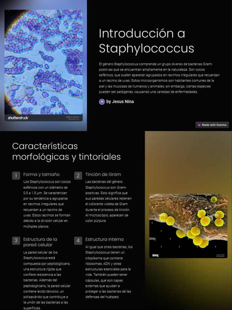 Introduccion A Staphylococcus | PDF | Staphylococcus Aureus | Las bacterias