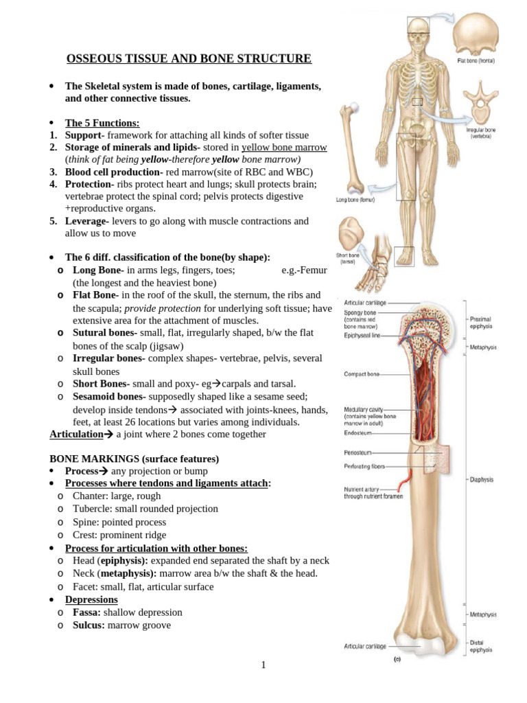 OSSEOUS TISSUE AND BONE STRUCTURE-ch 6 | PDF | Bone | Osteoblast
