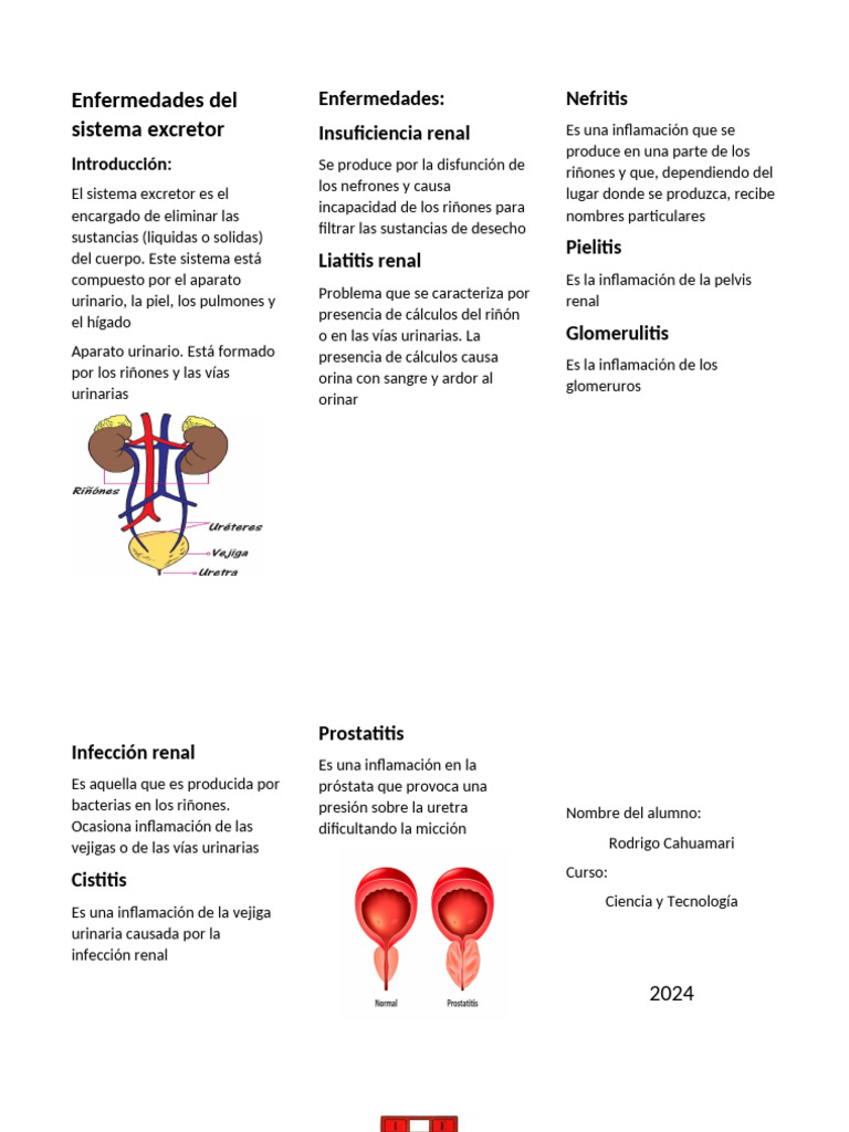 Enfermedades Del Sistema Excretor Triptico | PDF