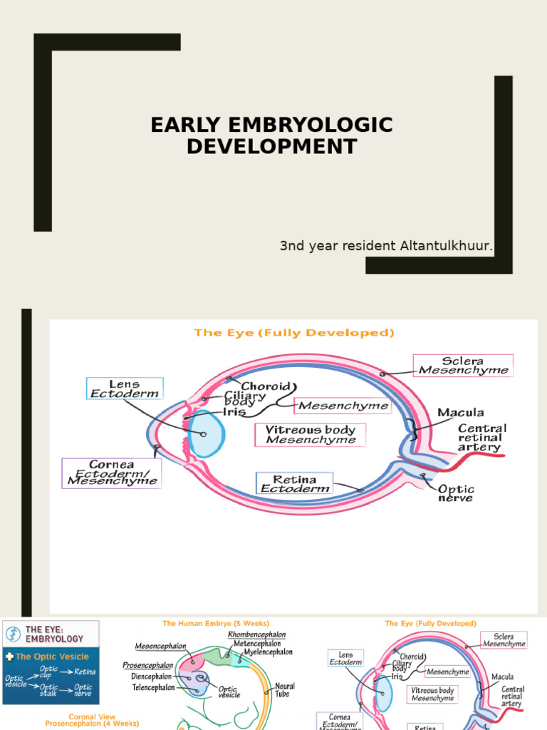 Eye Embryology | PDF | Wellness