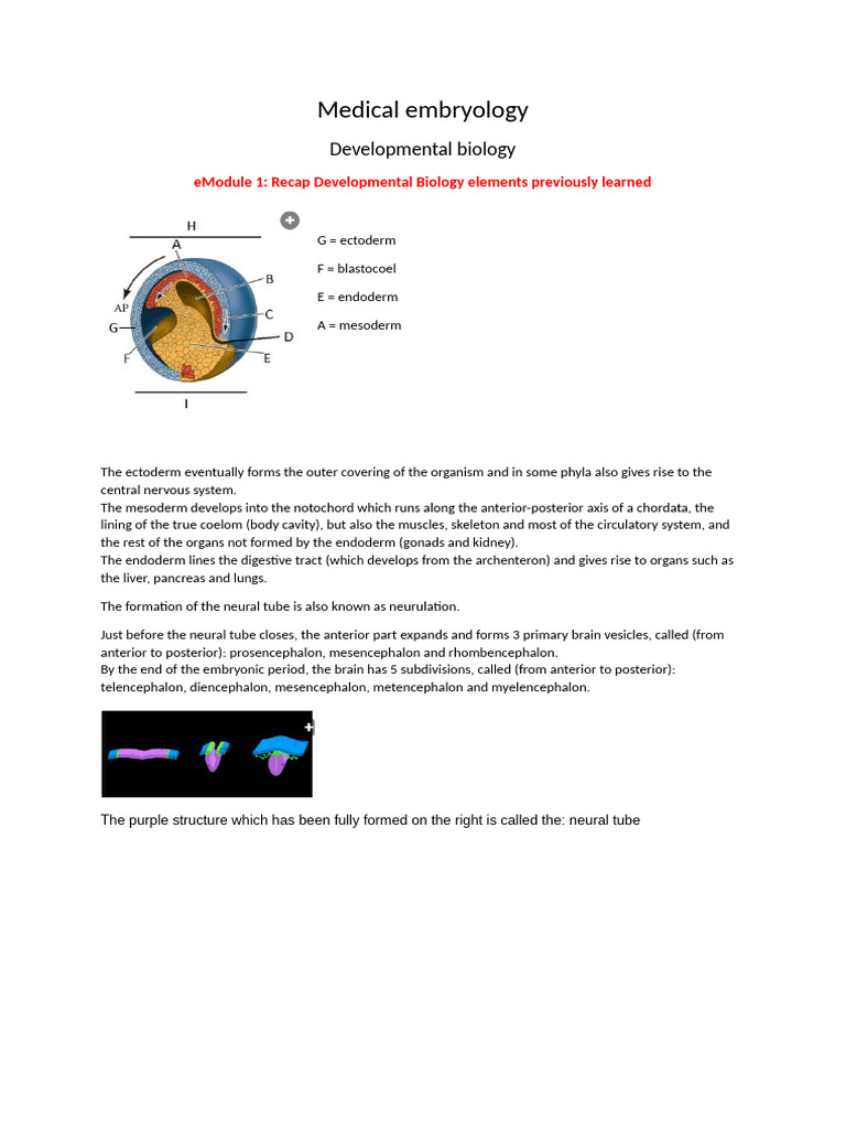 Medical Embryology Summary | PDF | Embryo | Morphogenesis