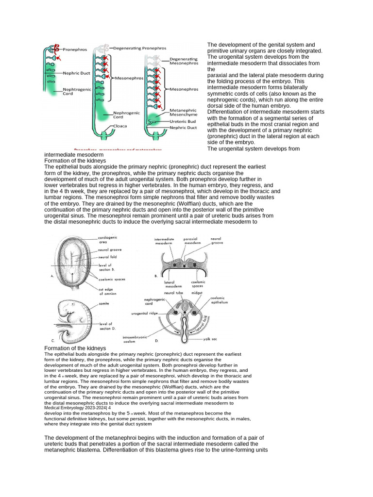 Medical Embryology Urogenital System Summary | PDF | Kidney | Urinary ...