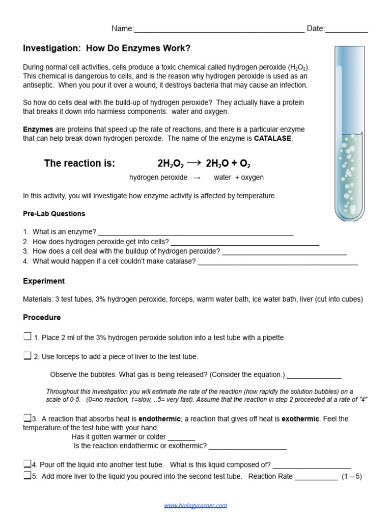 CH 4 Enzyme Liver Lab Investigation - How Do Enzymes Work (Bio1) | PDF ...