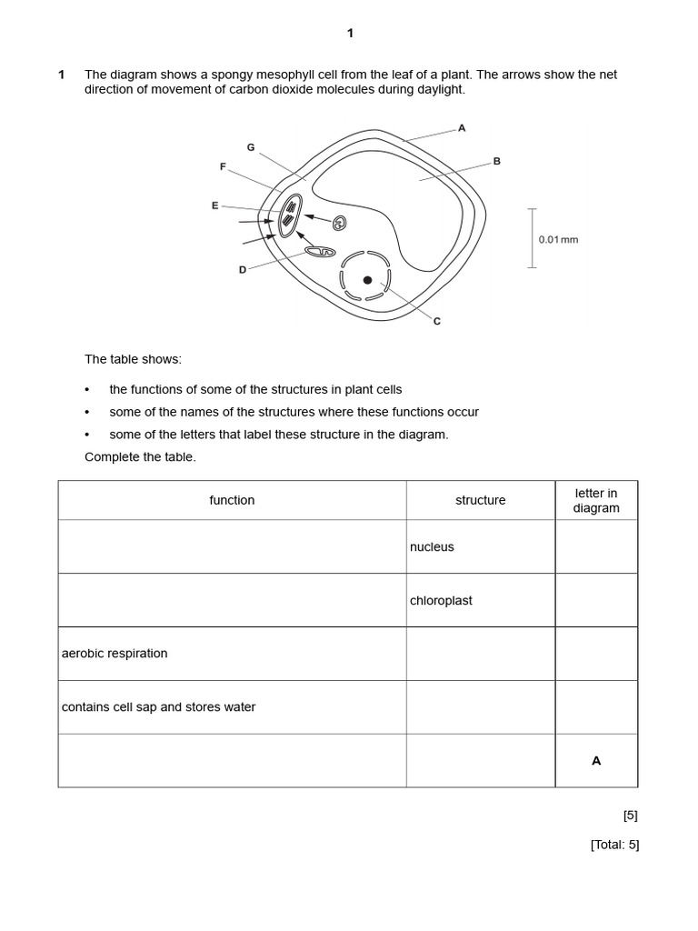 Worksheet - Cells | PDF