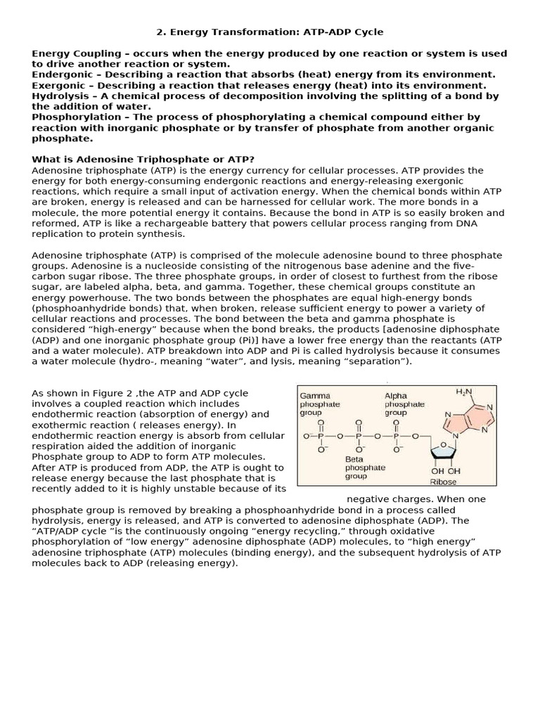 ATP-ADP Cycle: Energy Transformation Explained | PDF | Adenosine ...
