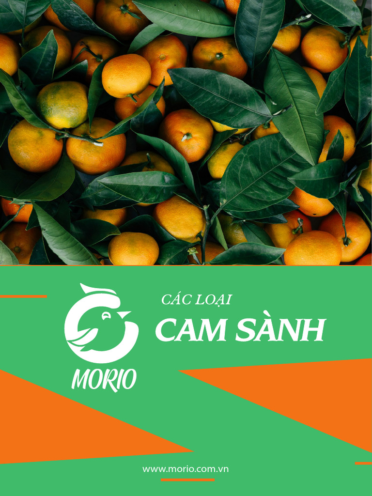 Catlog Copydcdcd | PDF