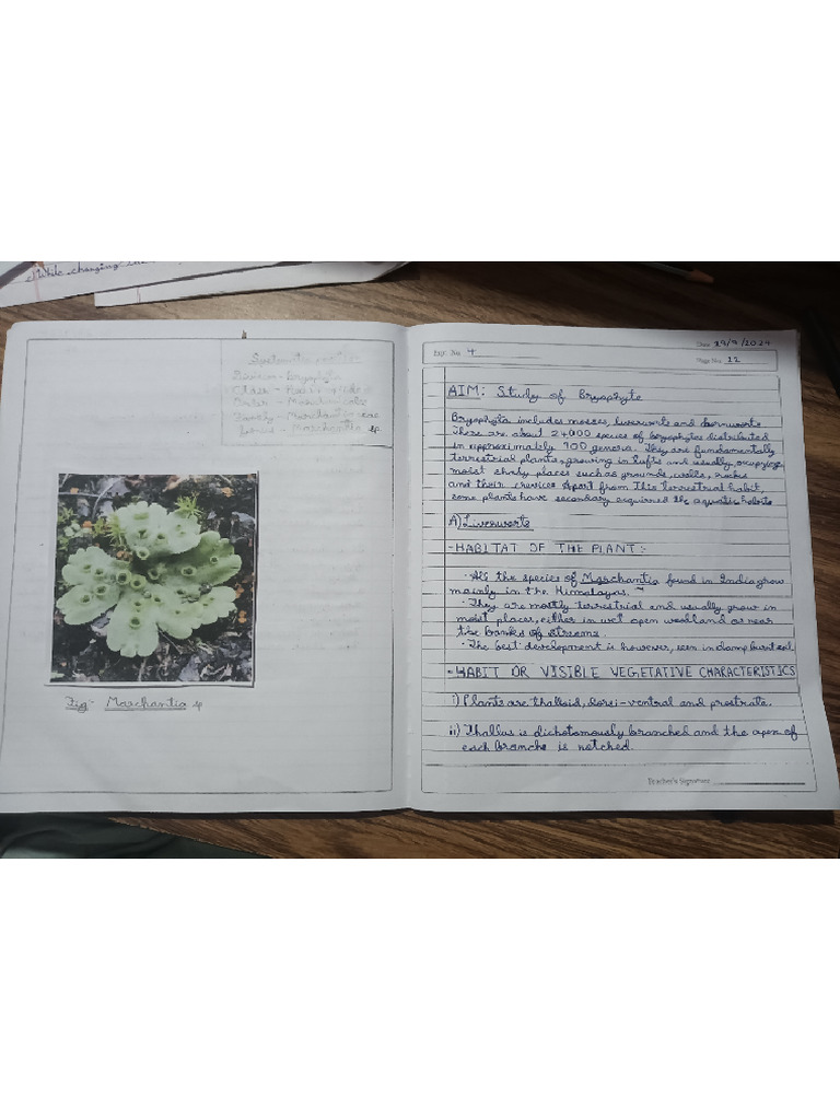 Bryophyte | PDF