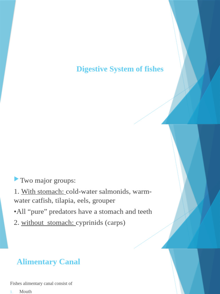 Digestive System of Fish | PDF | Gastrointestinal Tract | Stomach