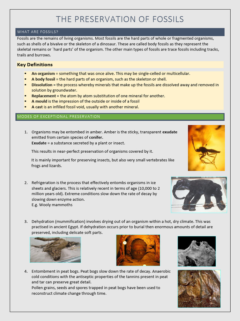 01 Preservation of Fossils | PDF | Fossil | Decomposition