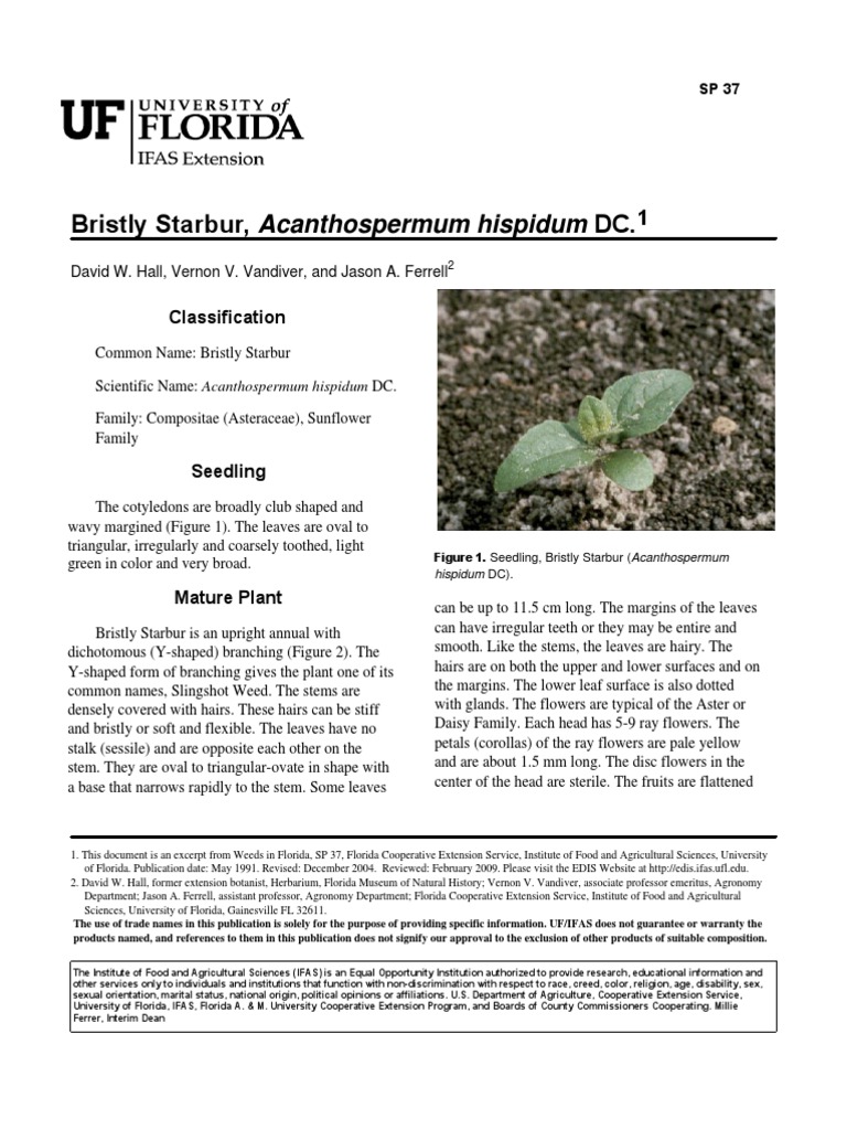 Acanthospermum Hispidum | PDF | Seed | Germination