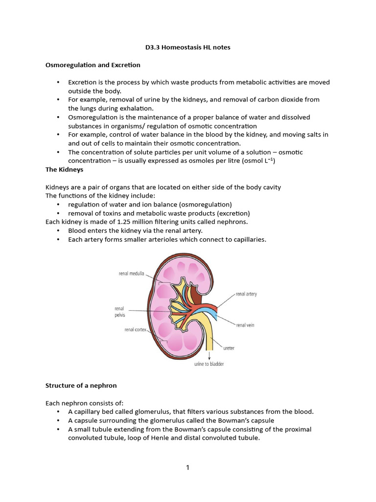 D3.3 Homeostasis HL Notes | PDF | Kidney