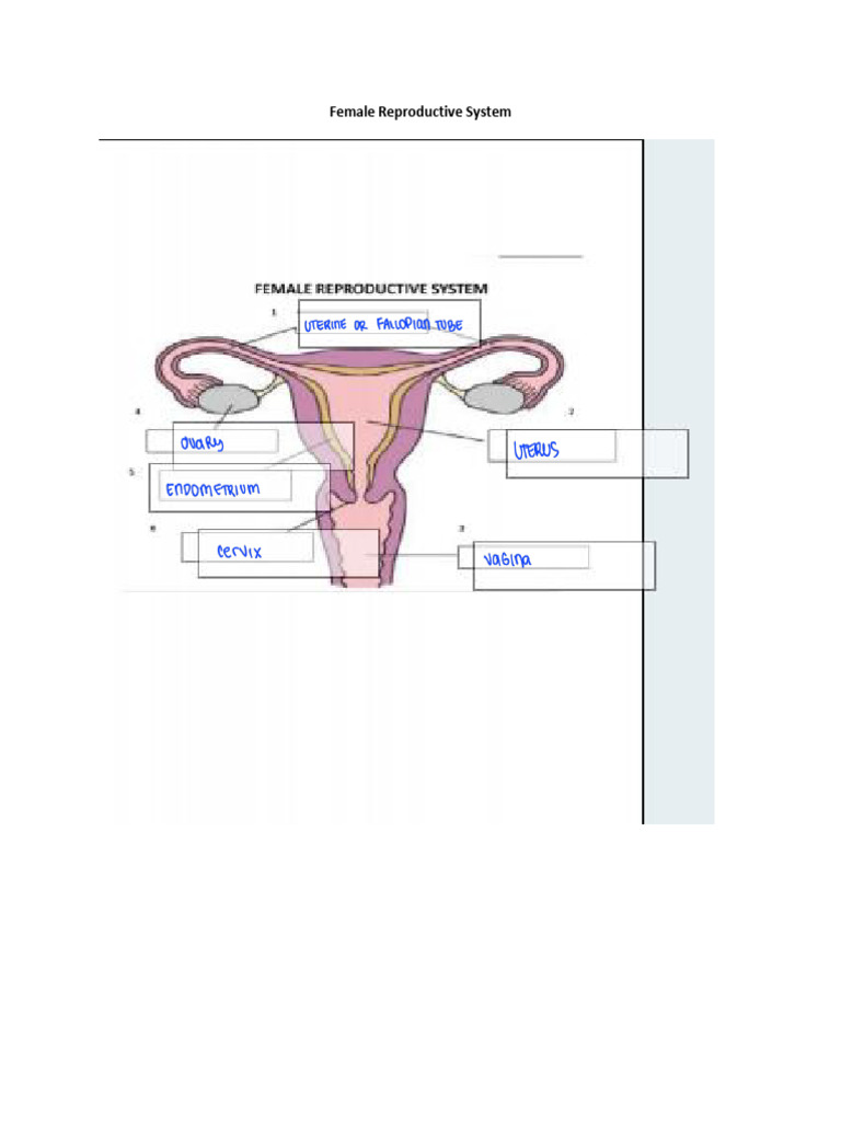 Female Reproductive System | PDF