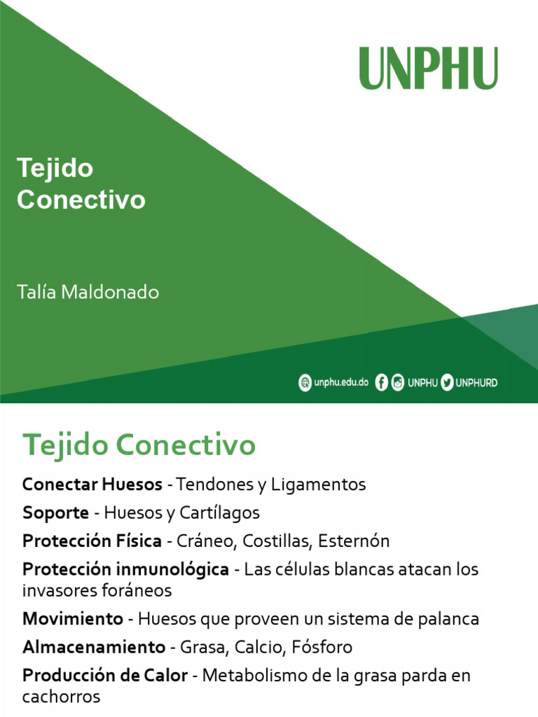 Histología Parte 2 - Tejido Conectivo | PDF | Cartílago | Tejido conectivo