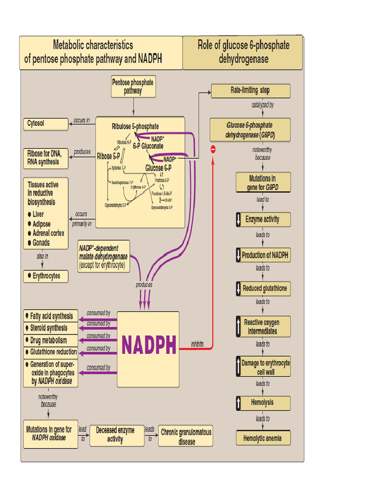 Concept Map-PPP | PDF