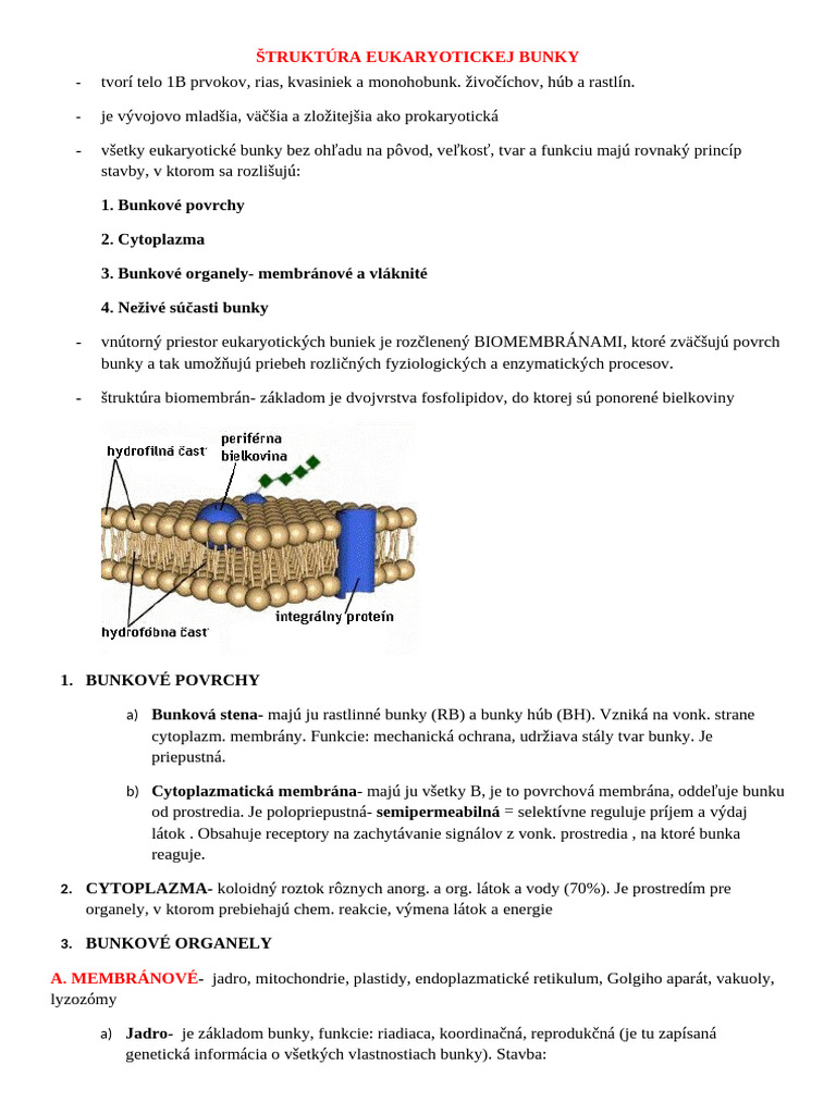 Stavba Bunky 2.roc | PDF