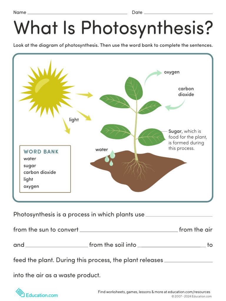 Photosynthesis for Young Learners | PDF