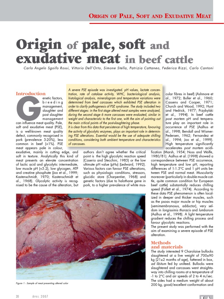 Origin of Pale Soft and Exudative Meat in Beef Cattle | PDF | Meat ...