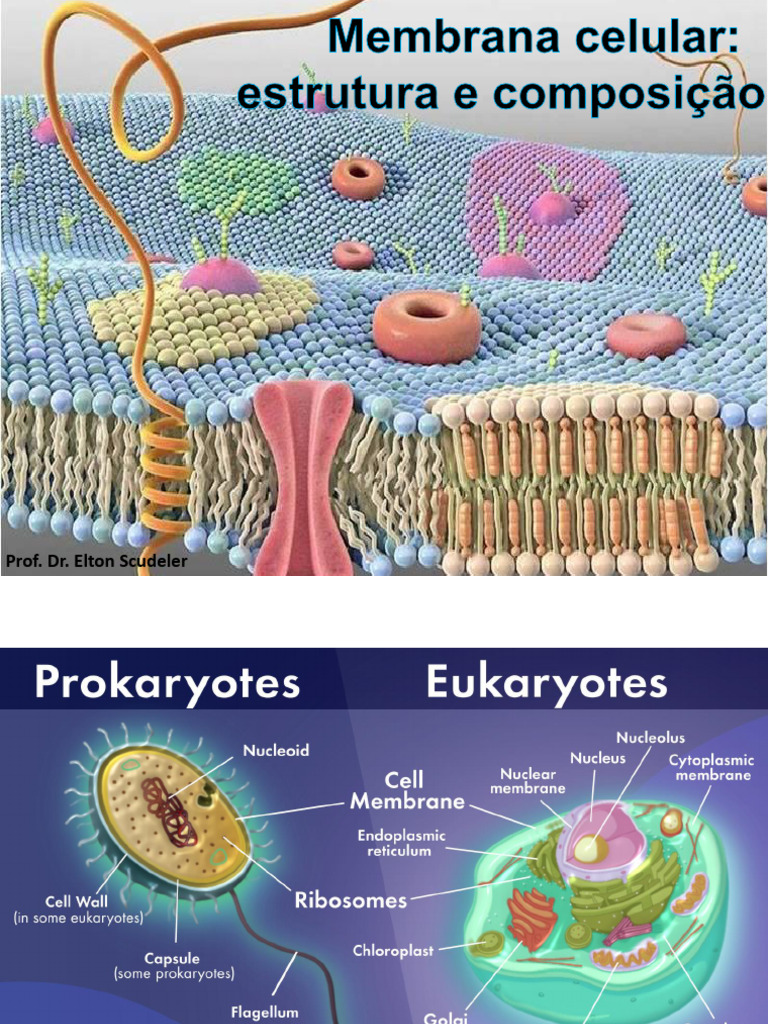 Estrutura e Funções da Membrana Celular | PDF | Membrana celular | Lipídio