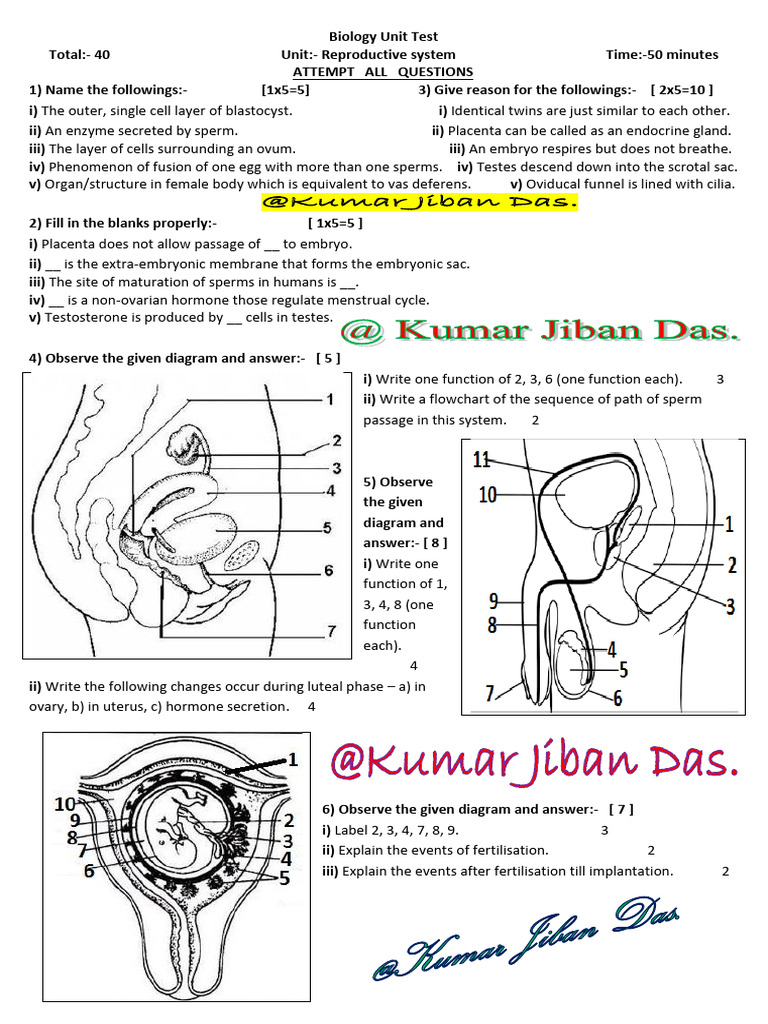 Reproductive System - A - 2024 | PDF | Menstrual Cycle | Testicle