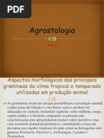Morfologia Gramineas | PDF | Semente | Raiz