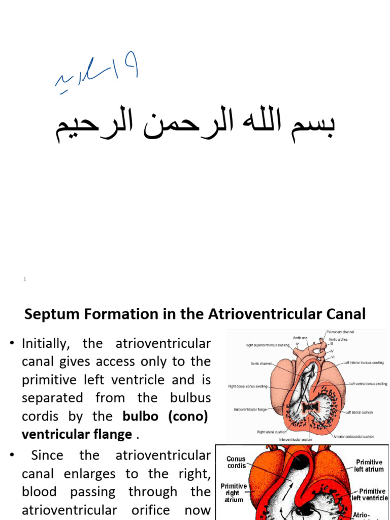 Cardiovascular System-Embryology 2 | PDF | Atrium (Heart) | Aorta