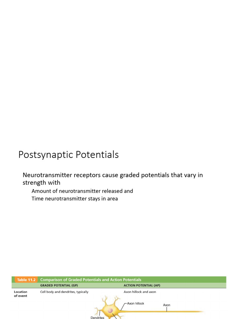 EPSP versus IPSP | PDF | Inhibitory Postsynaptic Potential | Chemical Synapse