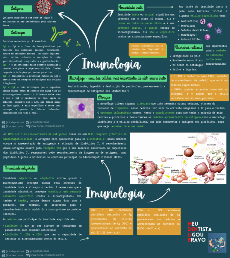 Mapa Mental do Sistema Imunológico | PDF | Sistema imunológico ...