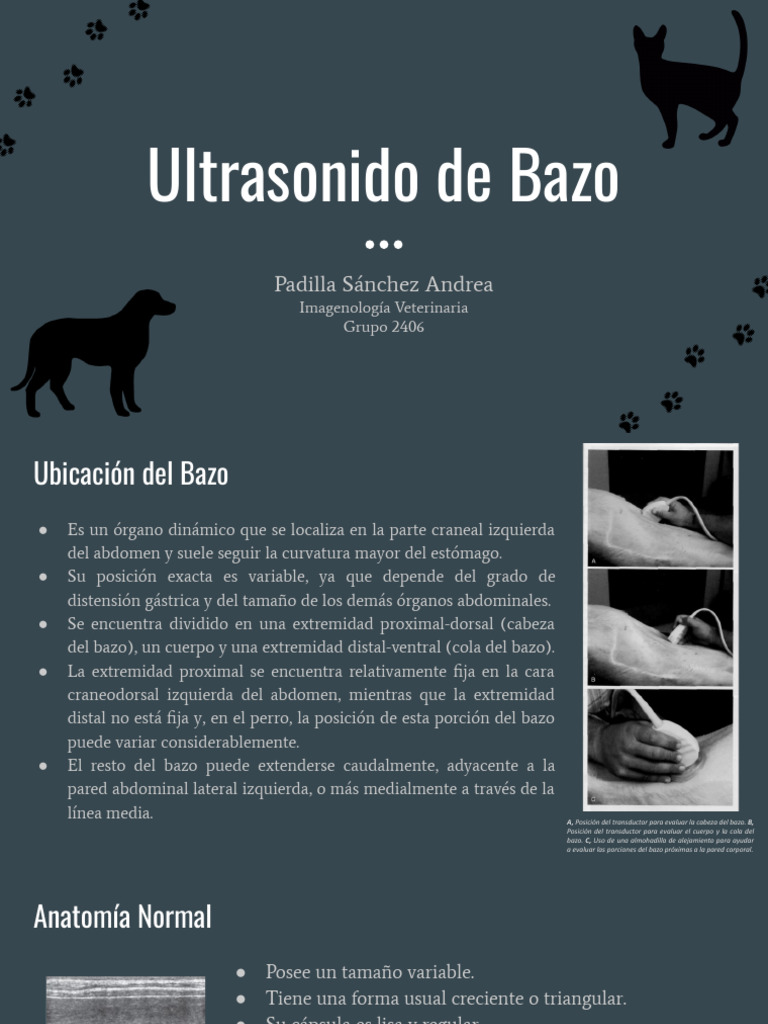 Ultrasonido de Bazo. Presentación FMVZ | PDF | Bazo | Abdomen