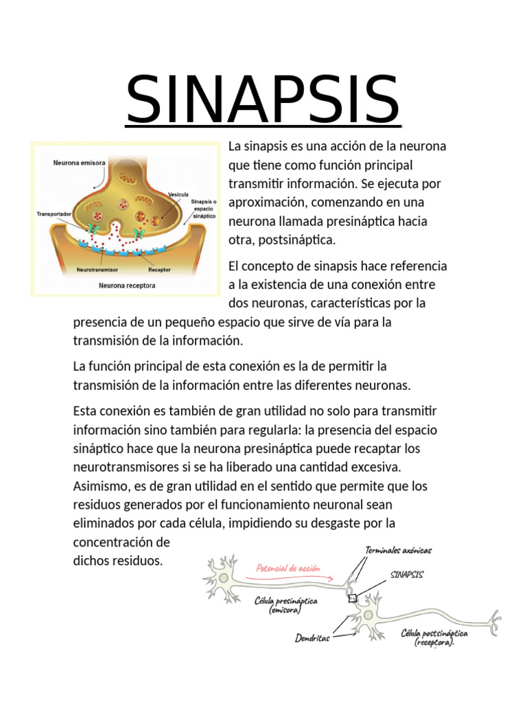 Tema 2 Neuro - Sinapsis/neuronas | PDF | Sinapsis | Neurona