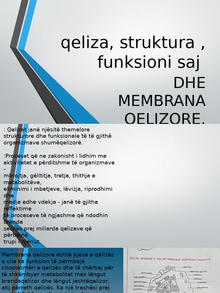 Qeliza | PDF