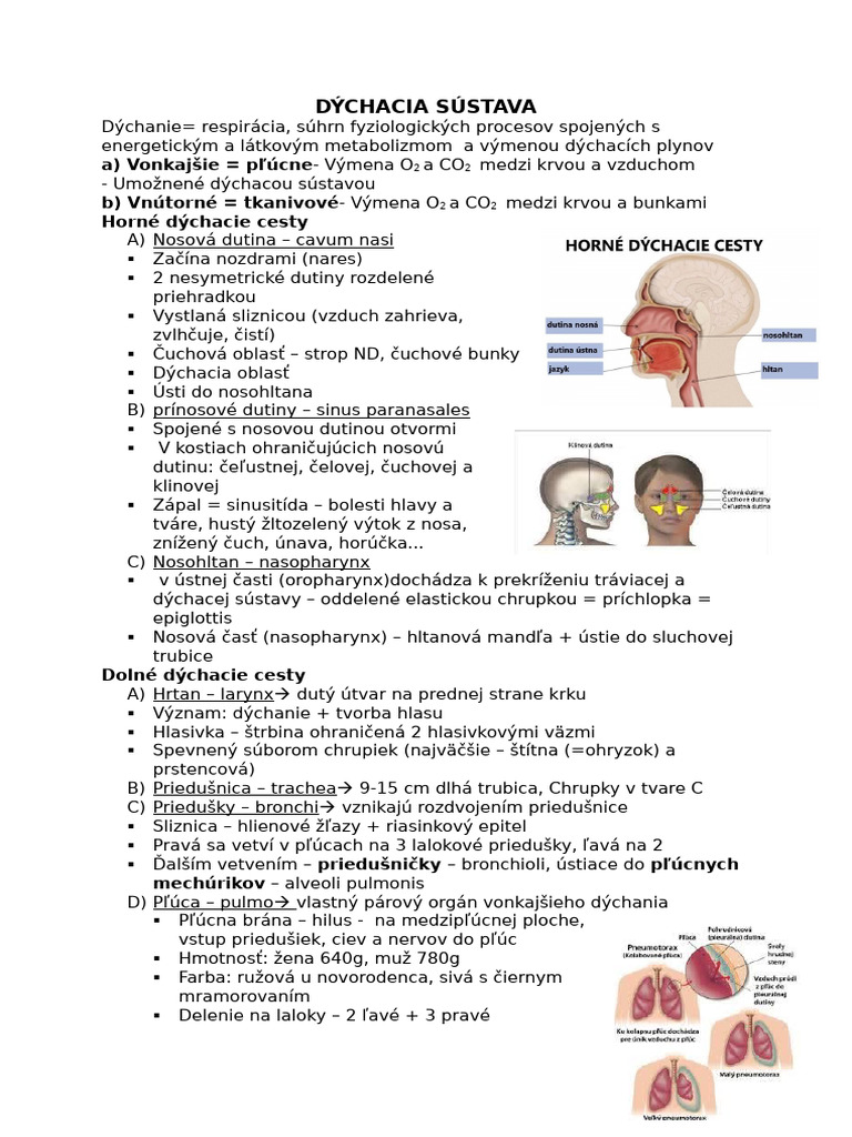 Dýchacia Sústava | PDF