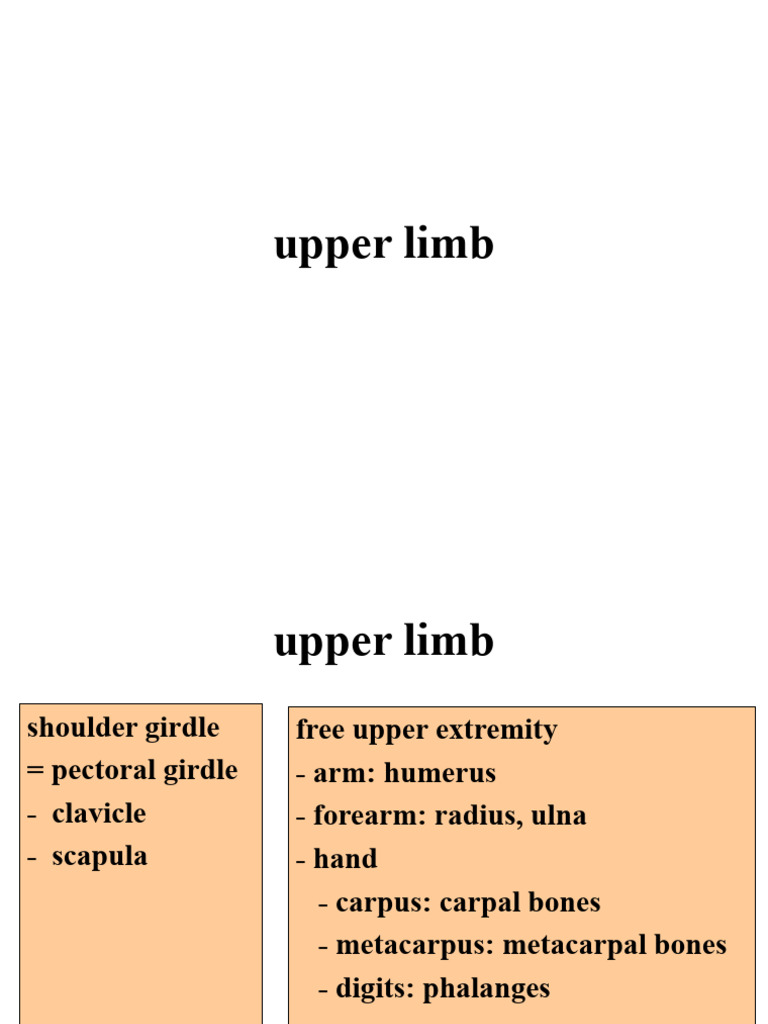 Upper Limb Osteology 2 Hand Out | PDF | Elbow | Joints