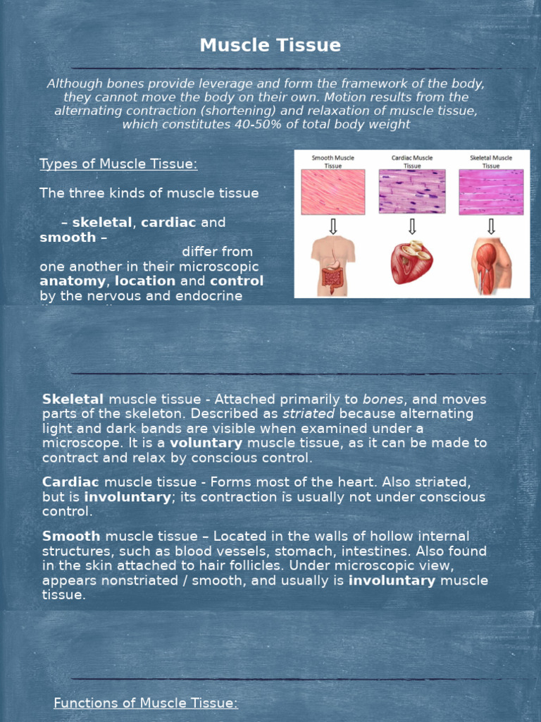 Anatomy Part 7a | PDF | Muscle | Tissue (Biology)