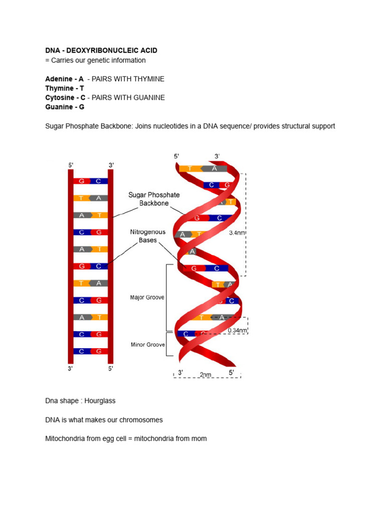 DNA Structure and Cell Division Guide | PDF