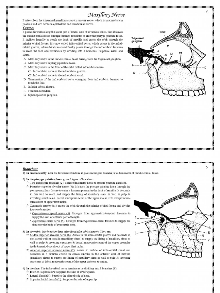 Lect 2 Maxillary & Mandibular N. | PDF