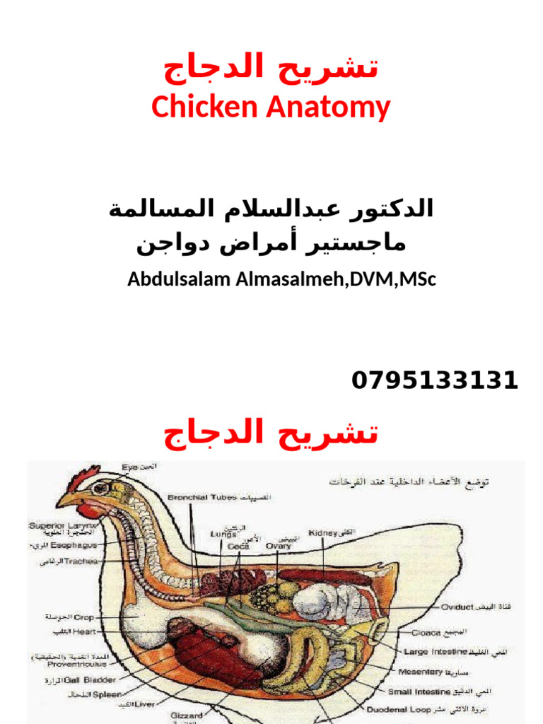 Chicken Anatomy-DR - Abed-M | PDF