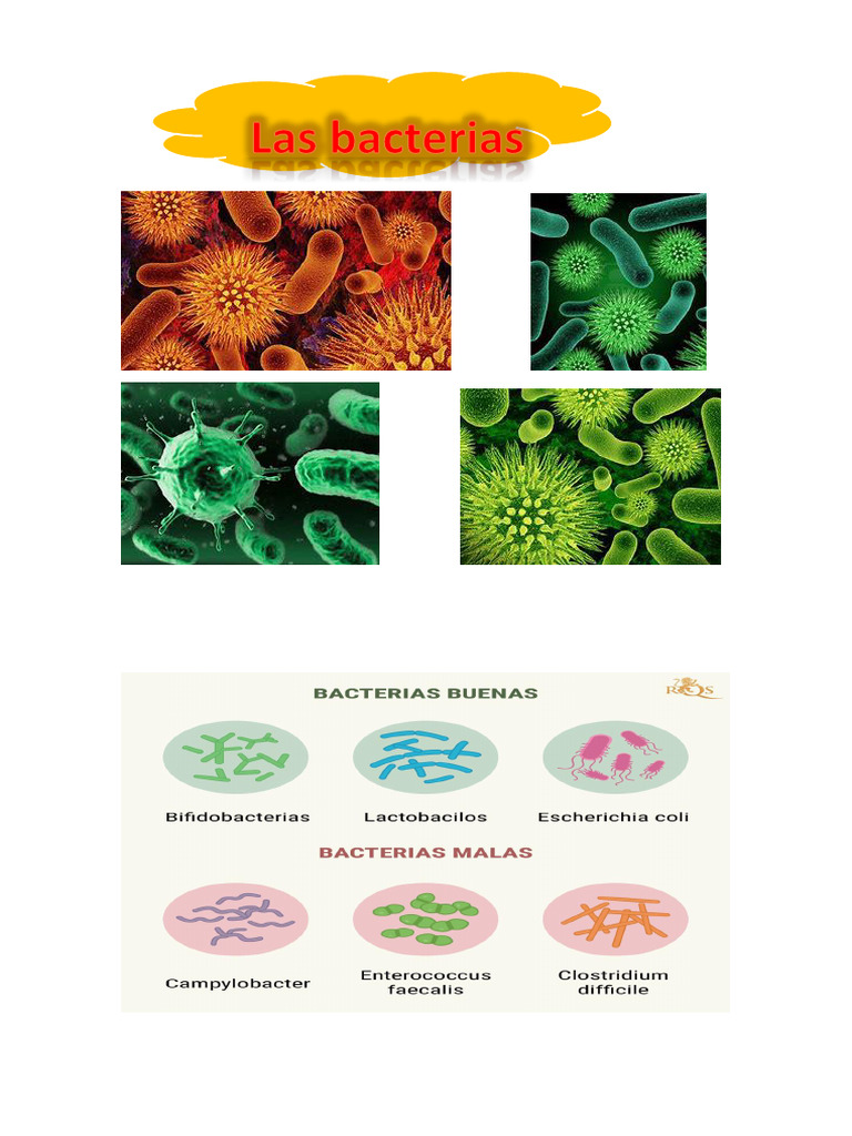Las Bacterias | PDF