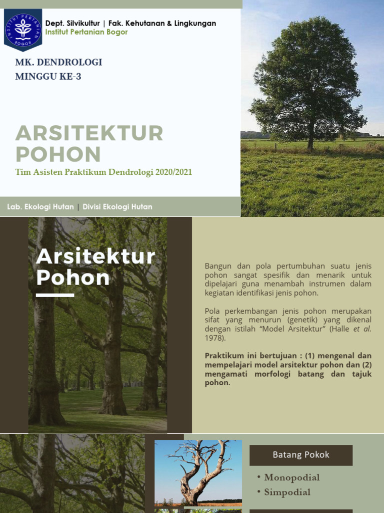 Model Arsitektur Pohon Dendrologi | PDF