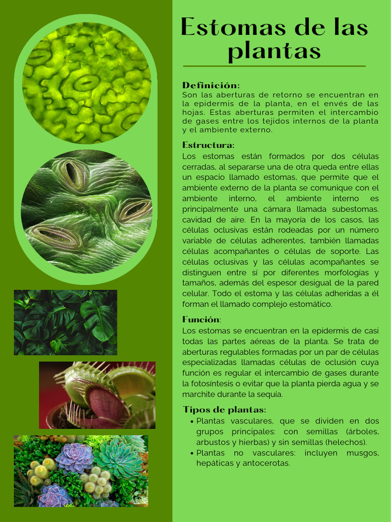 Función y Estructura de los Estomas | PDF