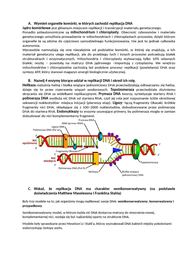 Zagadnienia Replikacja DNA | PDF