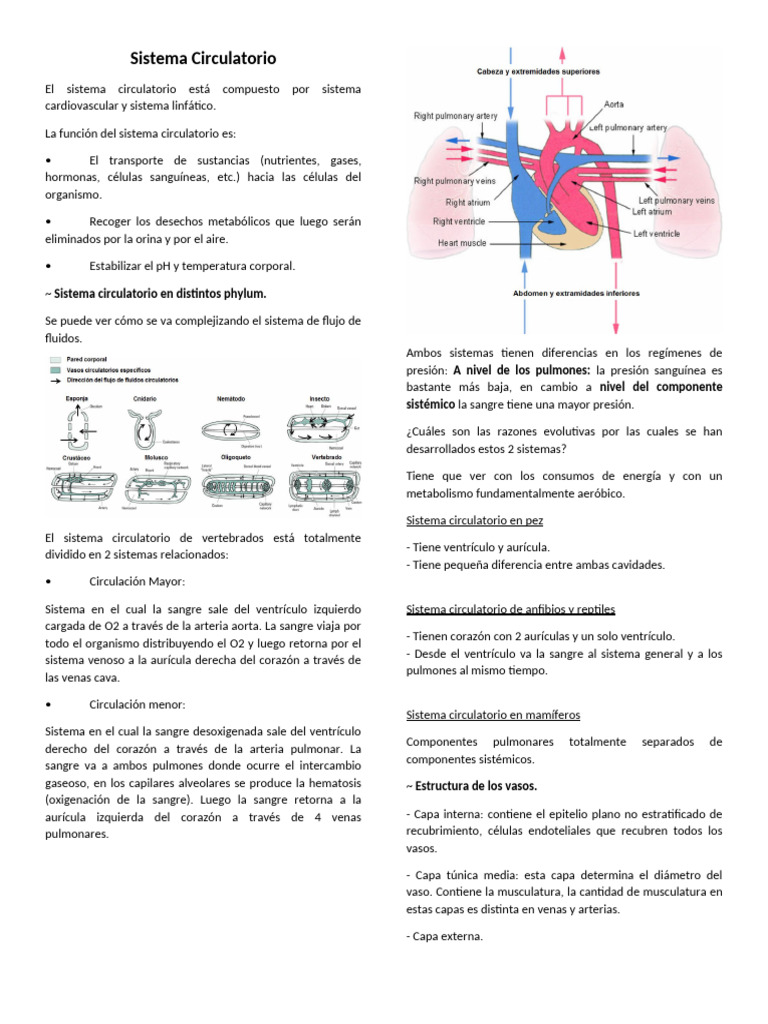 Sistema Circulatorio | PDF | Corazón | Sistema circulatorio