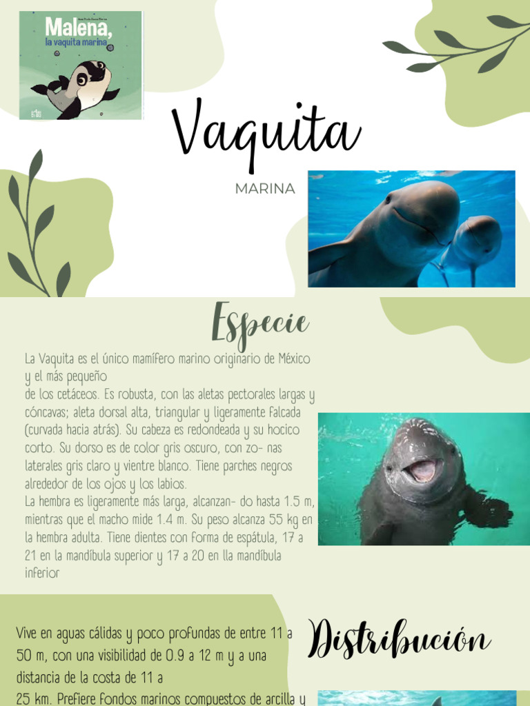Vaquita: Especie en Peligro de Extinción | PDF