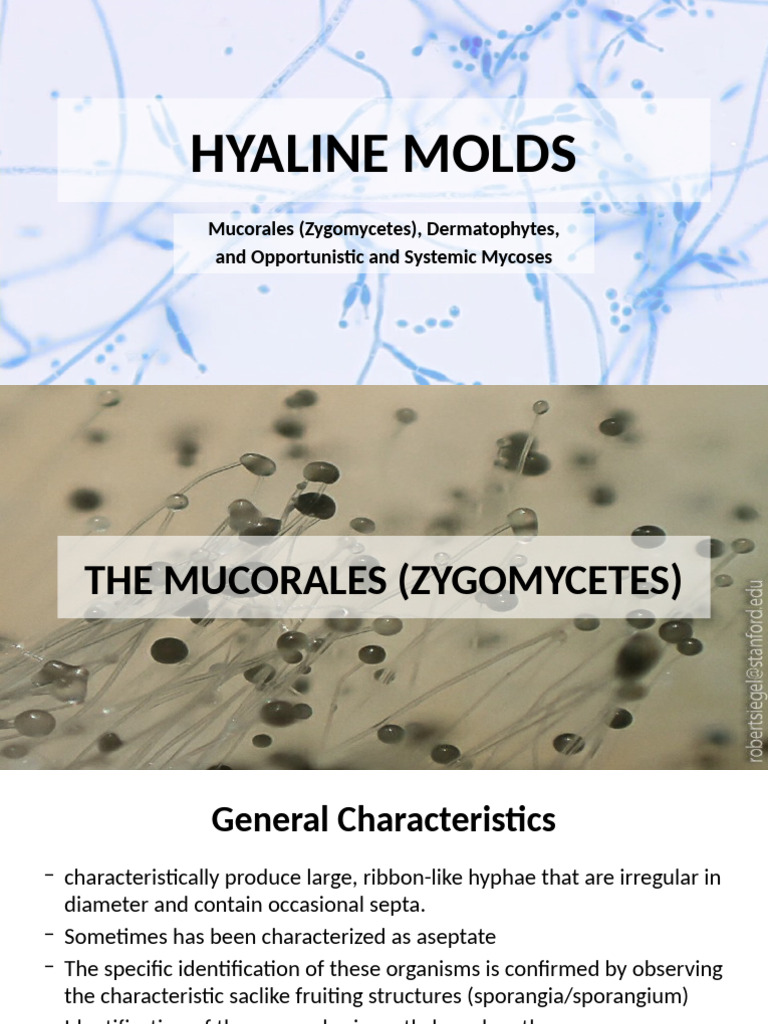 Hyaline Molds and Dermatophytes Overview | PDF | Aspergillus | Mycology