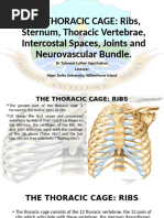 Anatomy of the Trunk Overview | PDF | Abdomen | Thorax