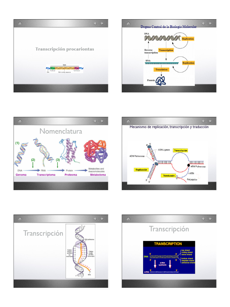 BCM II - 5.2 Transcripcion en Procariontas | PDF | Adn | Messenger Rna