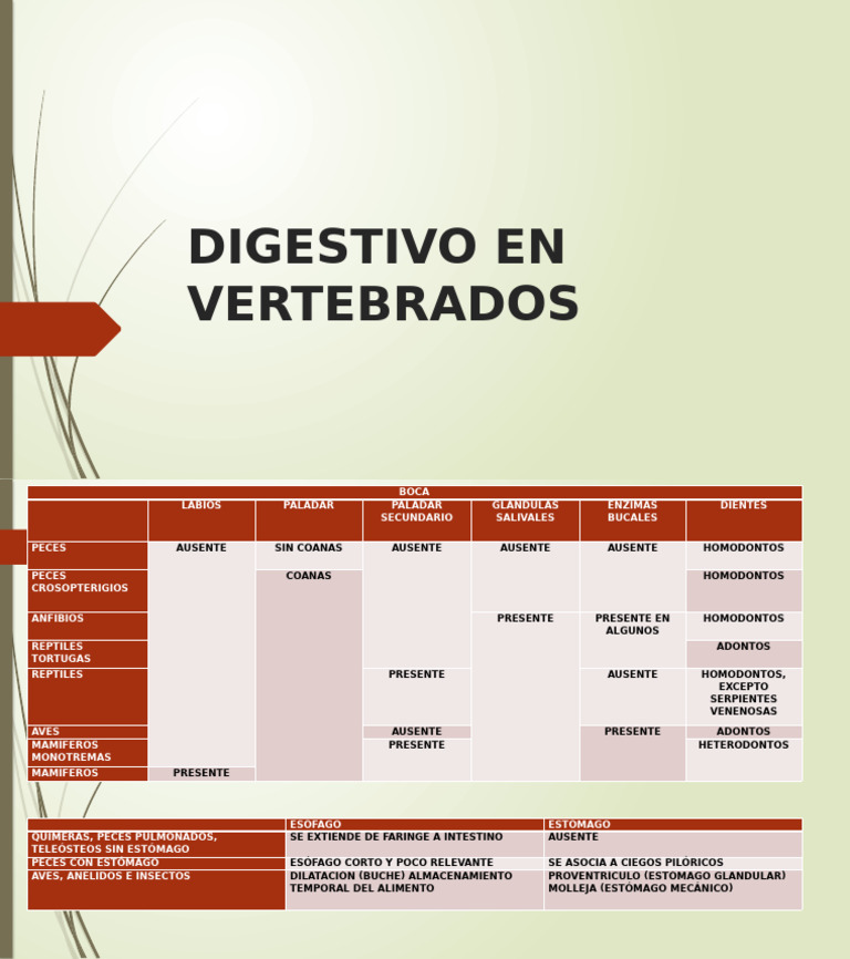 Digestivo en Vertebrados | PDF