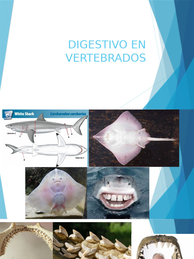 Digestivo en Vertebrados | PDF