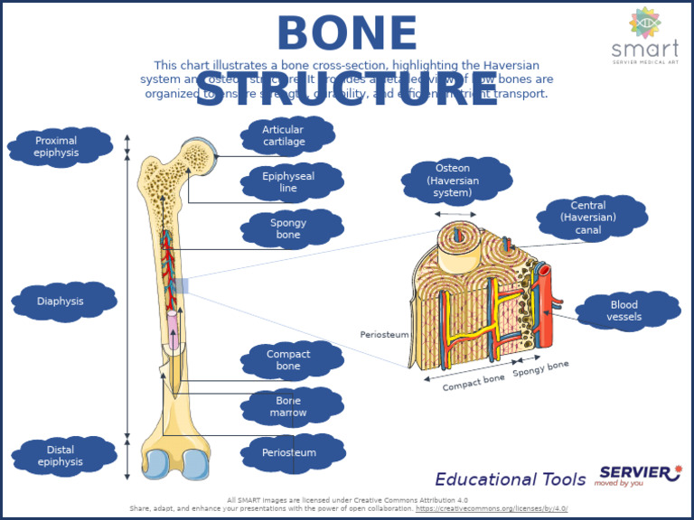 Edu Bone Structure | PDF | Bone | Anatomy