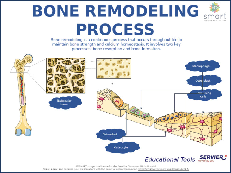 Edu Bone Remodeling Process | PDF