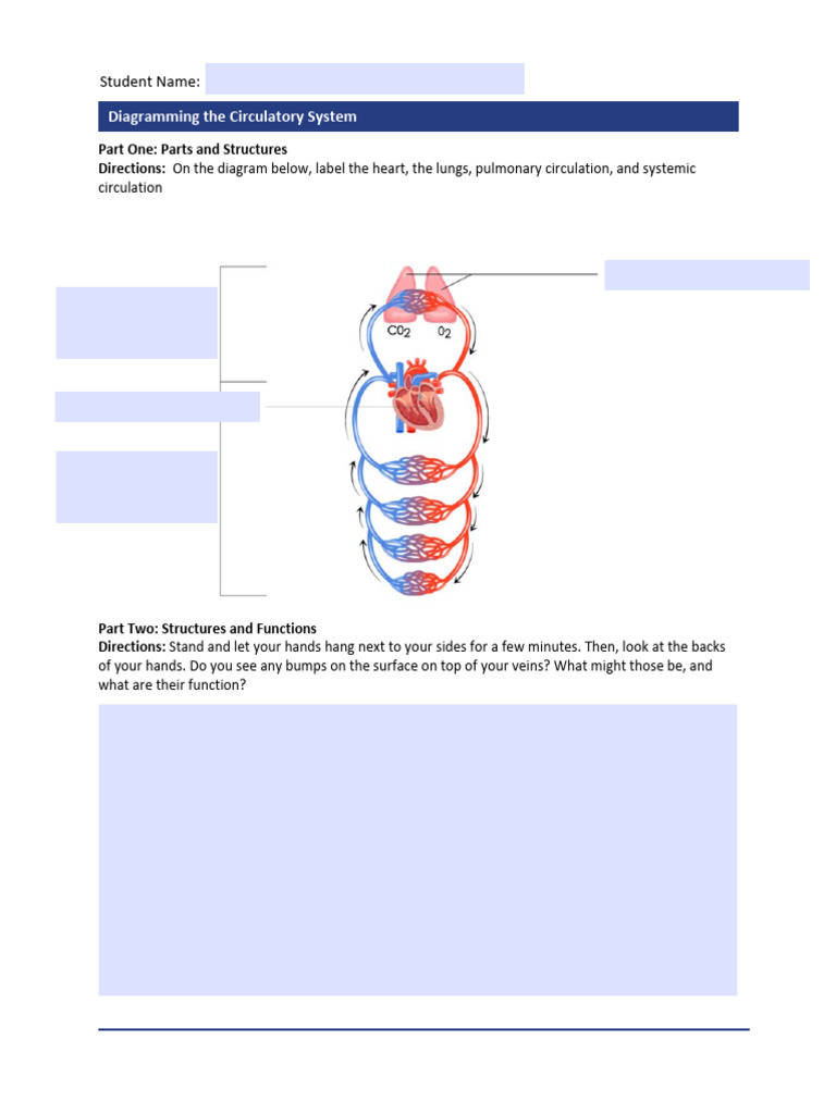 7.2 CirculatorySystem Worksheet | PDF